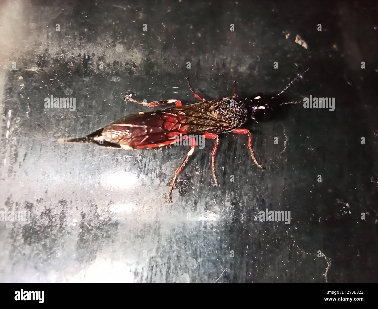 willow wood wasp (Xiphydria prolongata) Insecta Stock Photo - Alamy