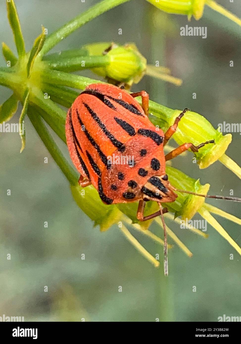 Semipunctated Shield Bug (Graphosoma semipunctatum) Insecta Stock Photo ...