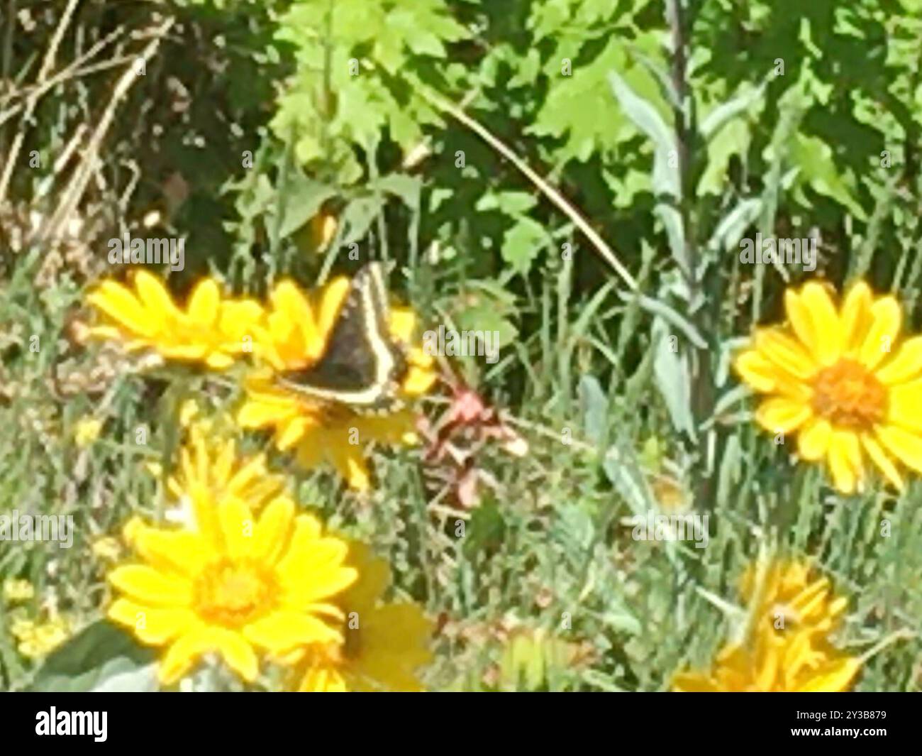Indra Swallowtail (Papilio indra) Insecta Stock Photo - Alamy
