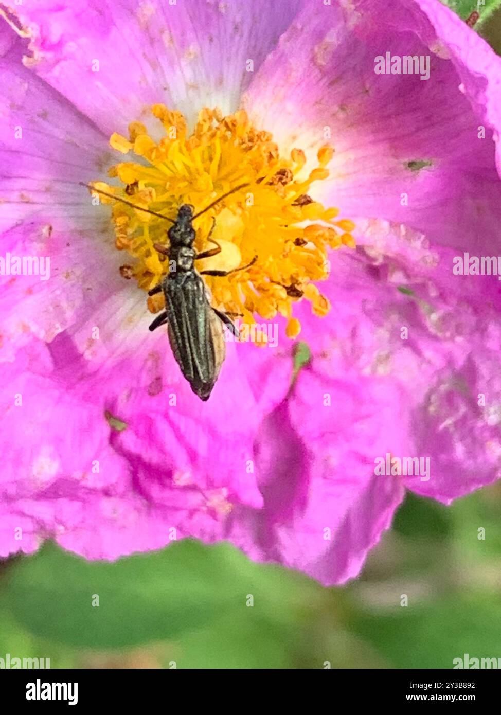 Yellow-legged Thick-legged Flower Beetle (Oedemera flavipes) Insecta ...
