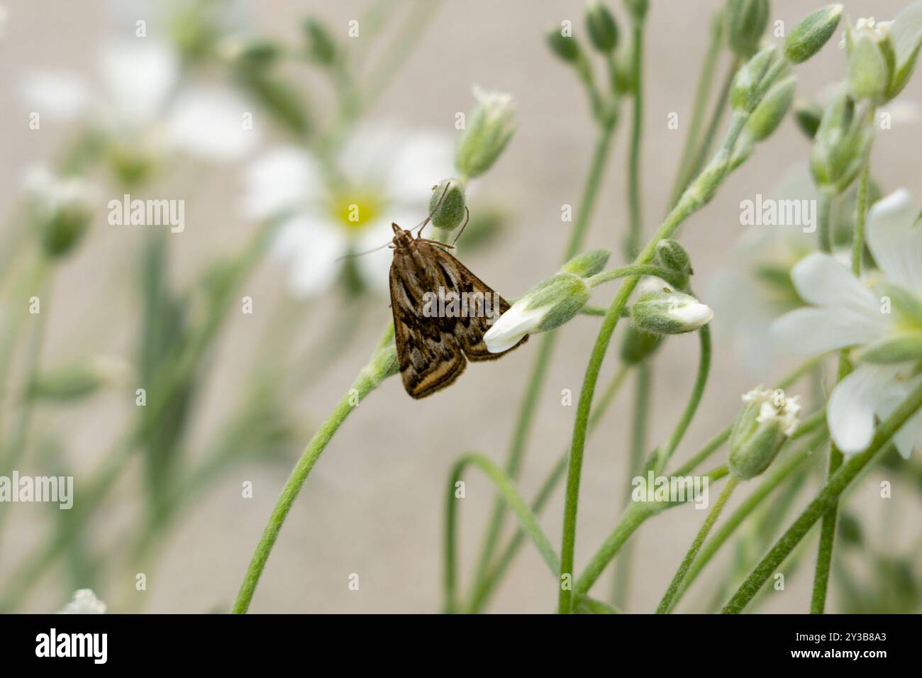 Alfalfa Webworm Moth (Loxostege cereralis) Insecta Stock Photo - Alamy