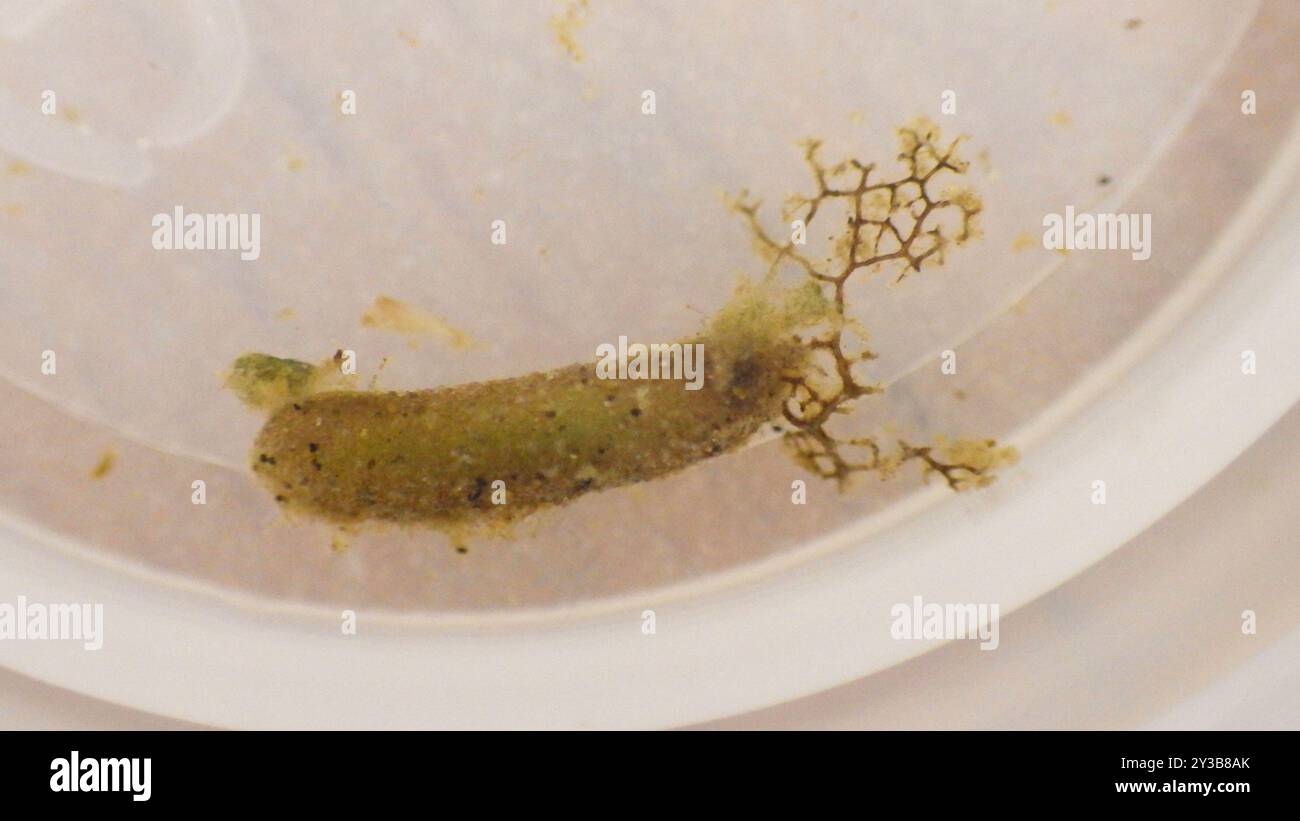 Microcaddisflies (Hydroptilidae) Insecta Stock Photo - Alamy