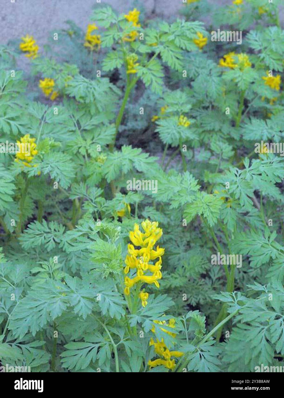 Yellow Fumitory (Pseudofumaria lutea) Plantae Stock Photo - Alamy