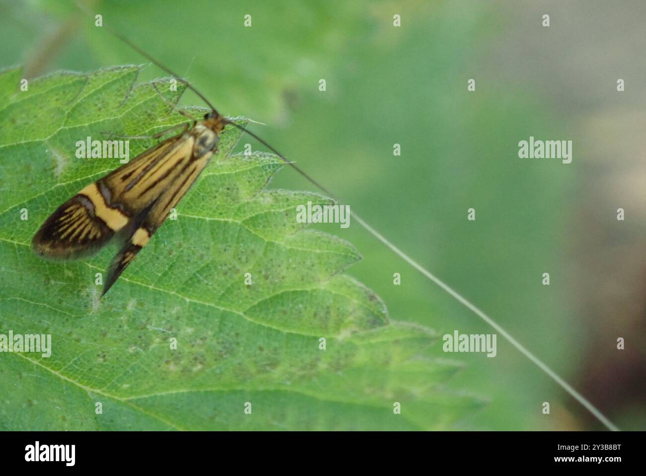 Yellow-barred Longhorn (Nemophora degeerella) Insecta Stock Photo - Alamy