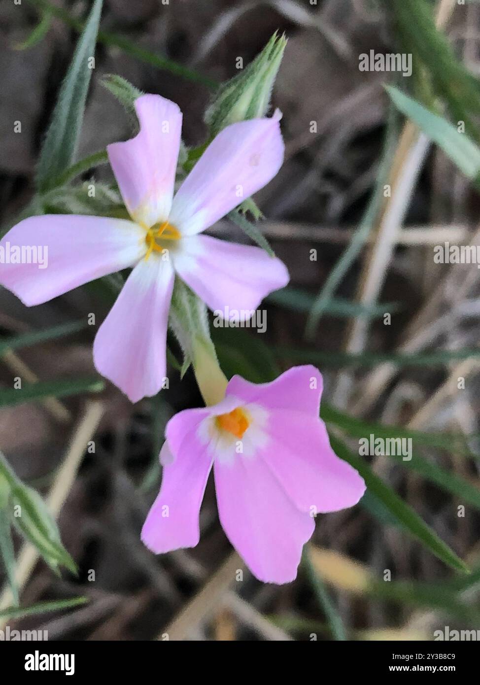 Longleaf Phlox (Phlox longifolia) Plantae Stock Photo - Alamy