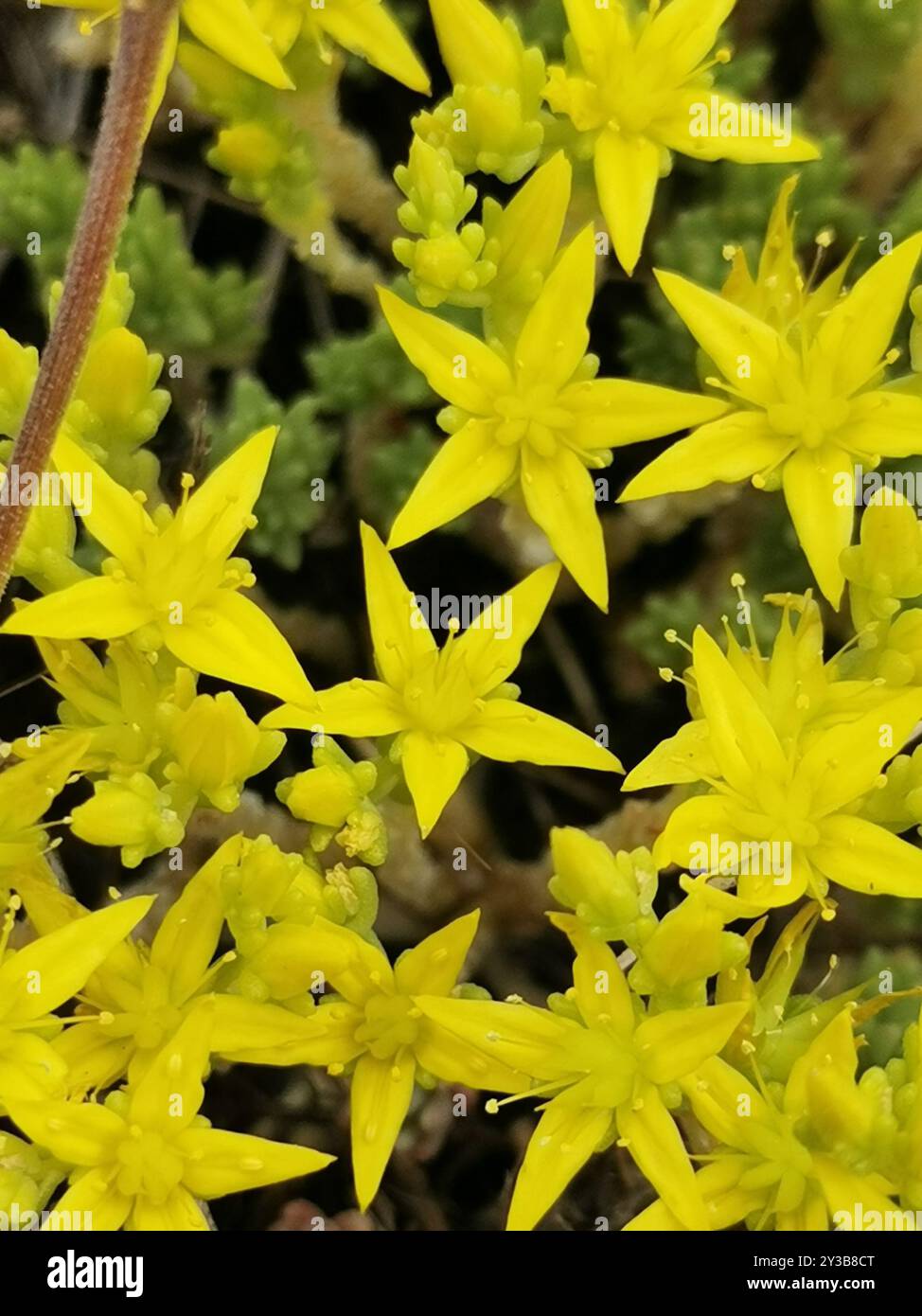 Biting Stonecrop (Sedum acre) Plantae Stock Photo - Alamy