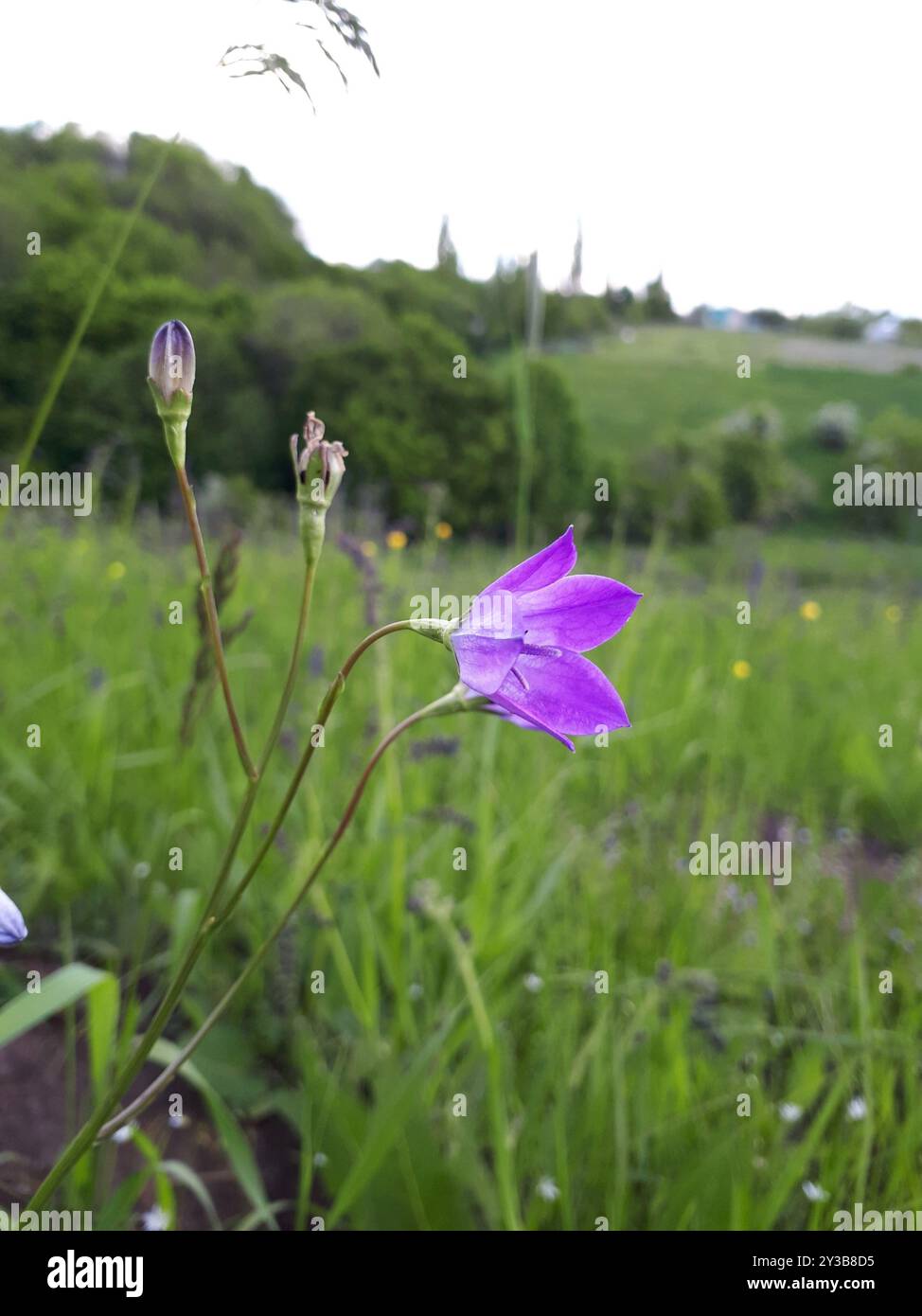 (Campanula stevenii altaica) Plantae Stock Photo - Alamy