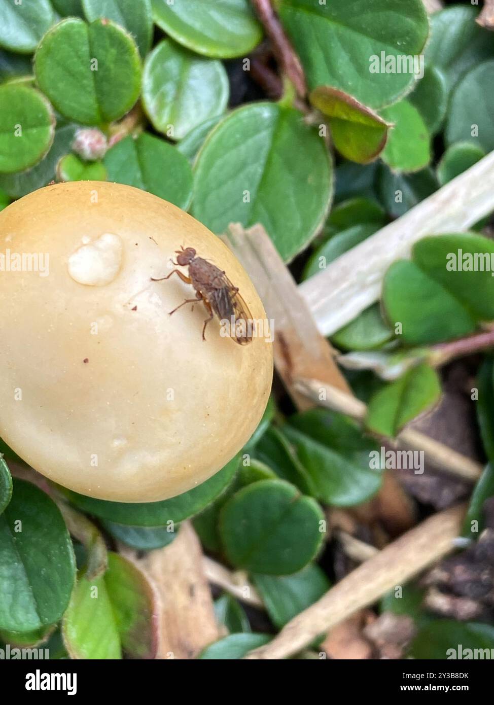 Suillia variegata hi-res stock photography and images - Alamy