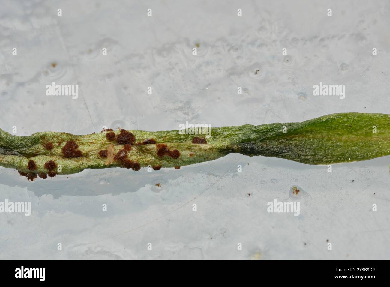spring beauty rust (Puccinia mariae-wilsoniae) Fungi Stock Photo - Alamy