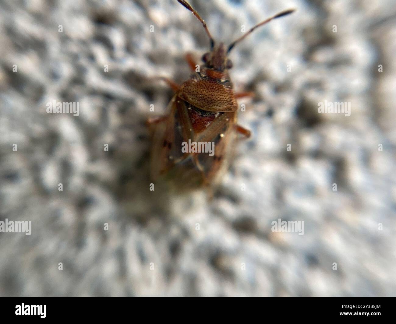 Birch Catkin Bug (Kleidocerys resedae) Insecta Stock Photo - Alamy
