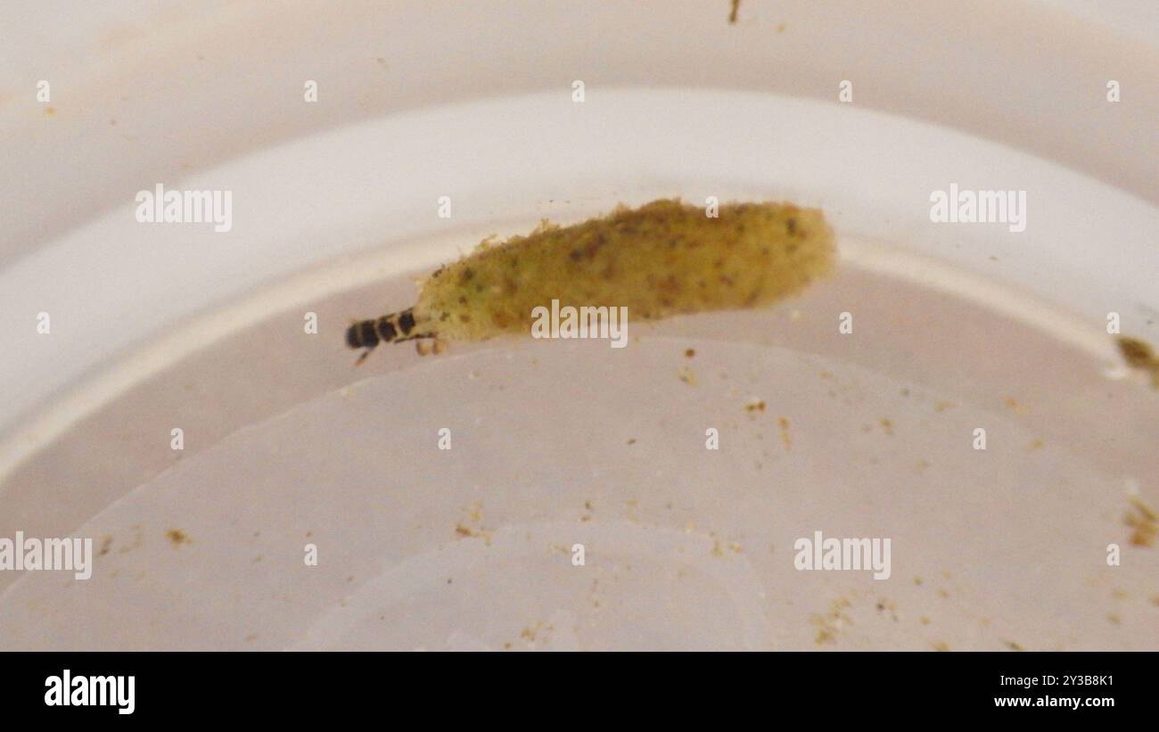 Microcaddisflies (Hydroptilidae) Insecta Stock Photo - Alamy