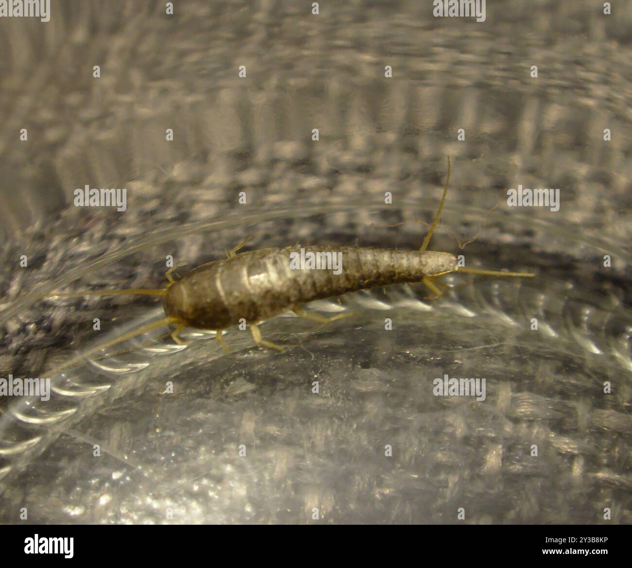 Common Silverfish (Lepisma saccharinum) Insecta Stock Photo - Alamy
