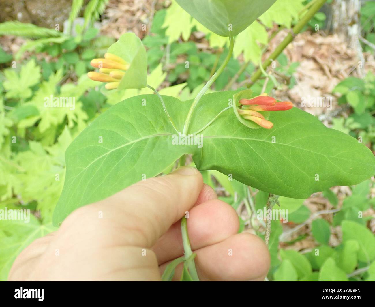 orange honeysuckle (Lonicera ciliosa) Plantae Stock Photo - Alamy
