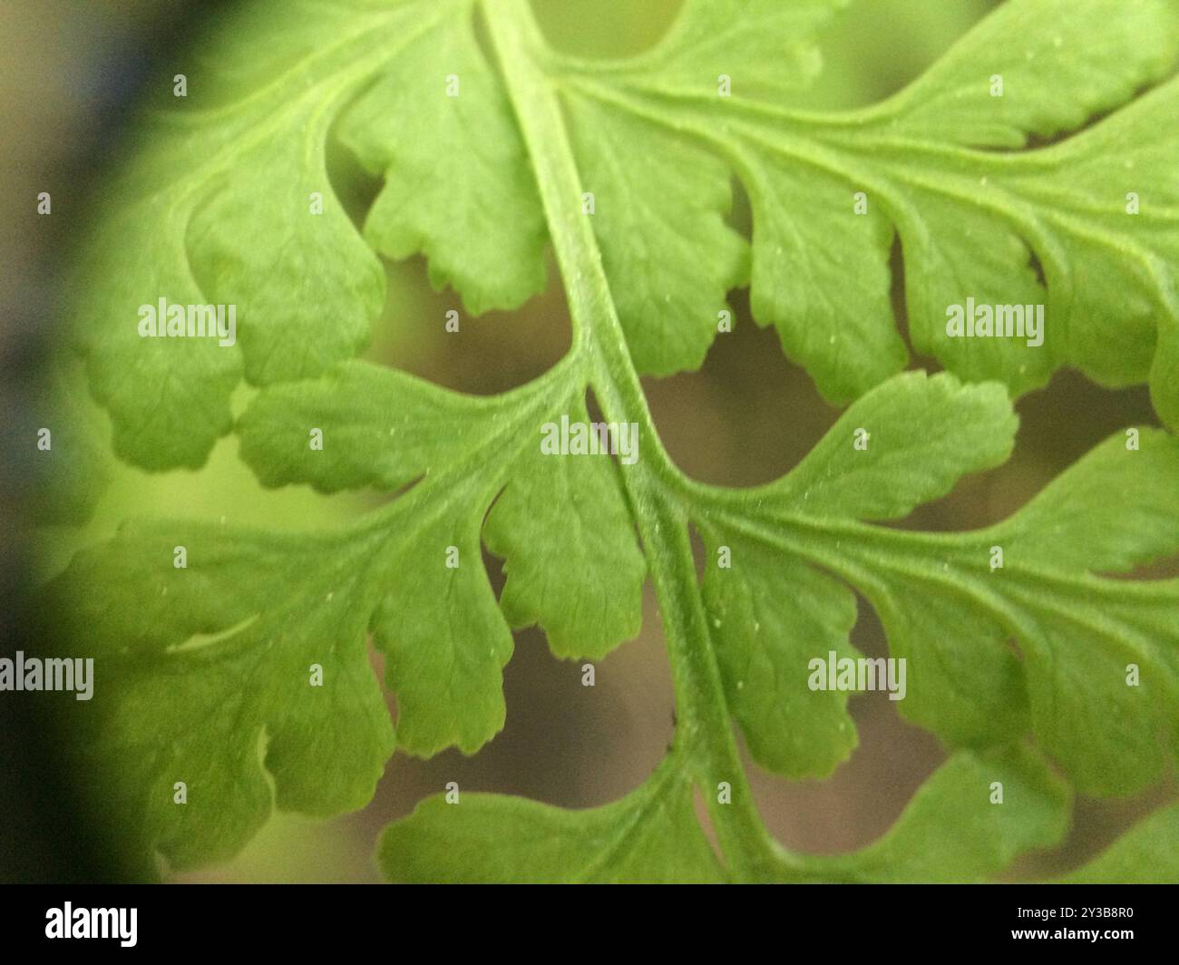 Mackay's Fragile Fern (Cystopteris tenuis) Plantae Stock Photo - Alamy