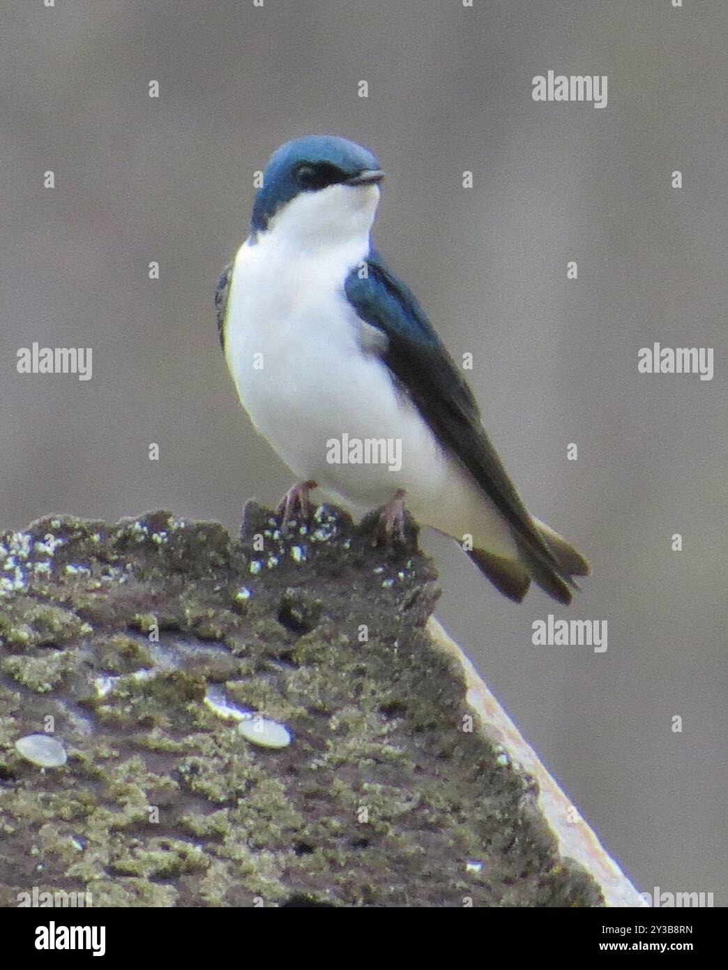 Tree Swallow (Tachycineta bicolor) Aves Stock Photo - Alamy