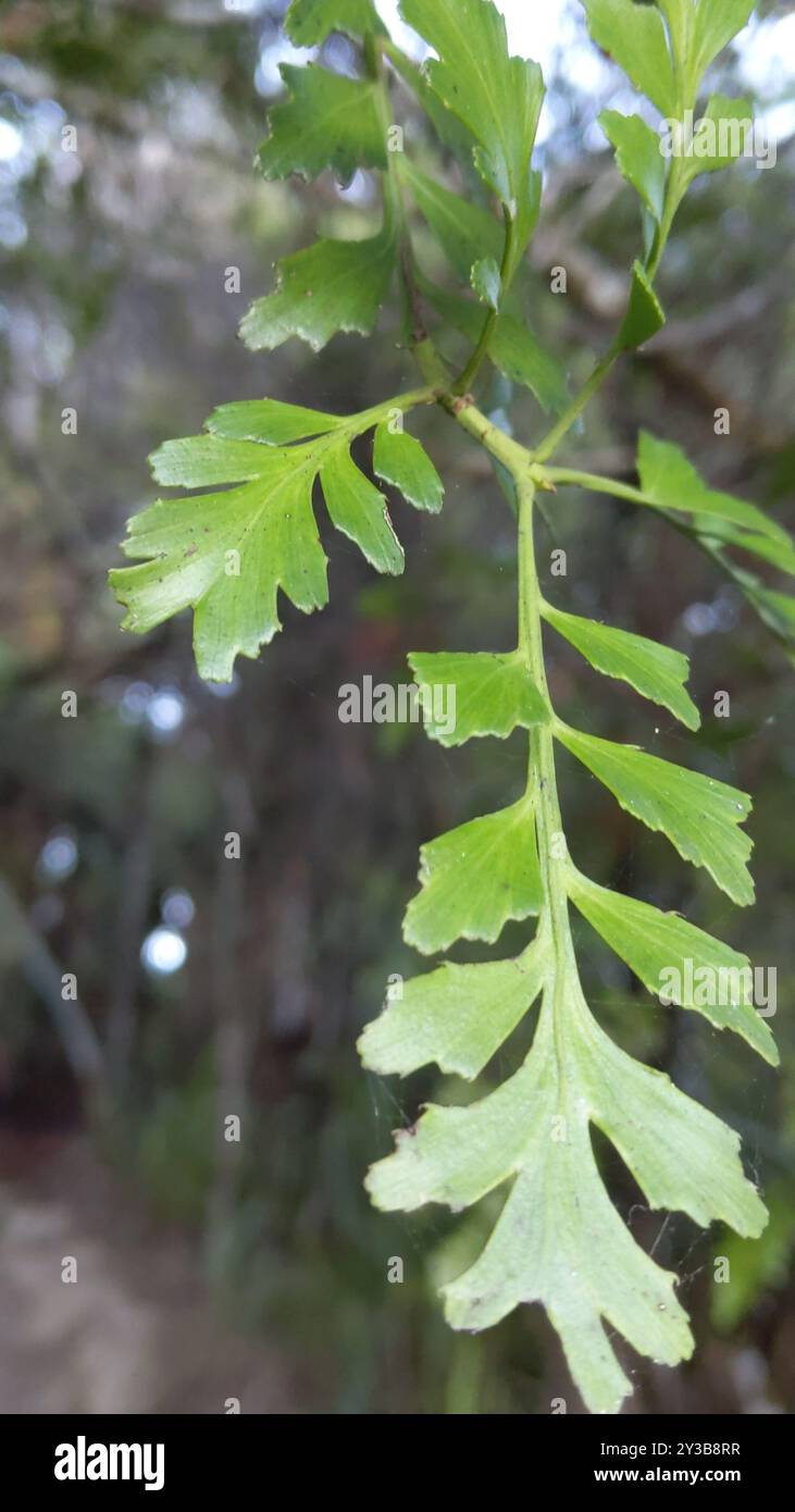 celery pine (Phyllocladus trichomanoides) Plantae Stock Photo - Alamy