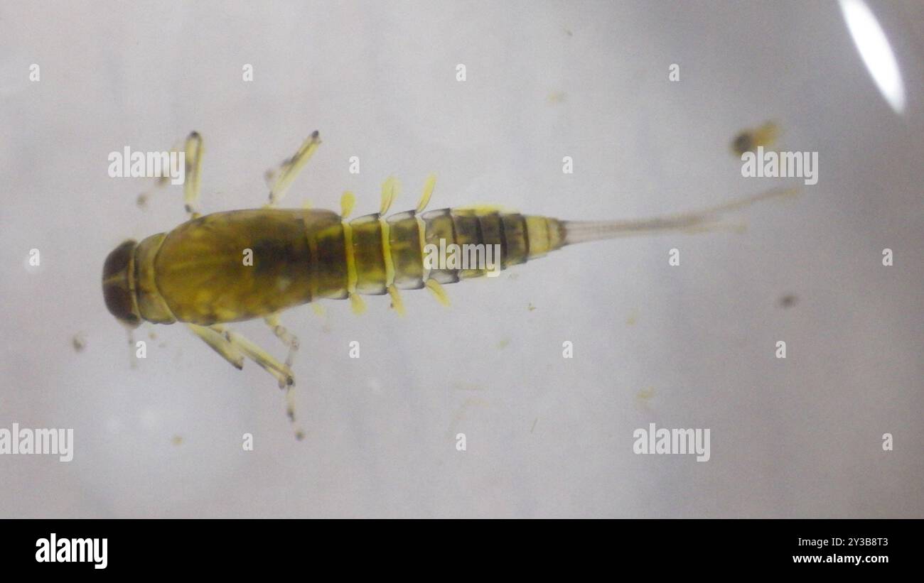 Small Mayflies (Baetidae) Insecta Stock Photo - Alamy