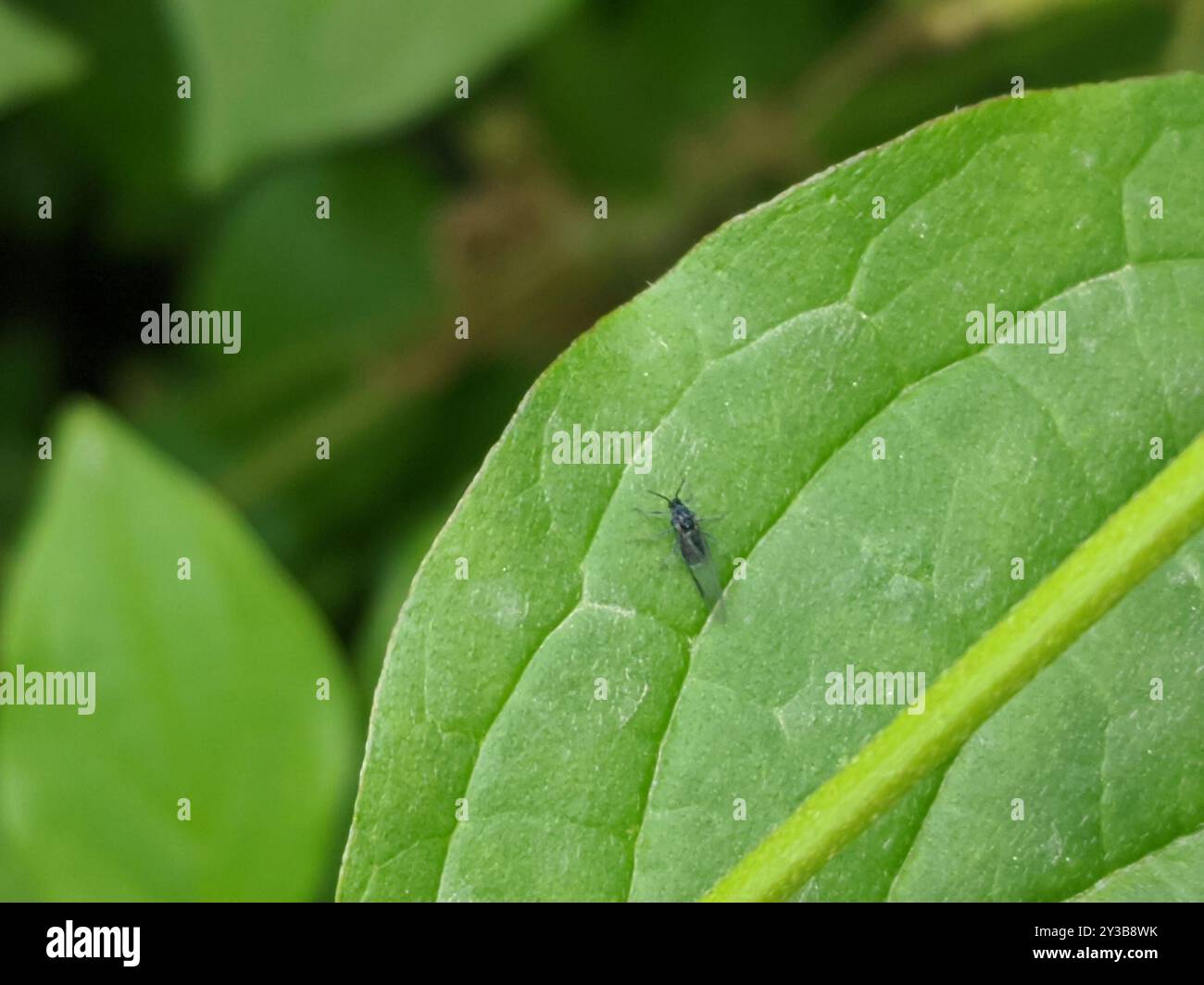 Winged and Once-winged Insects (Pterygota) Insecta Stock Photo - Alamy
