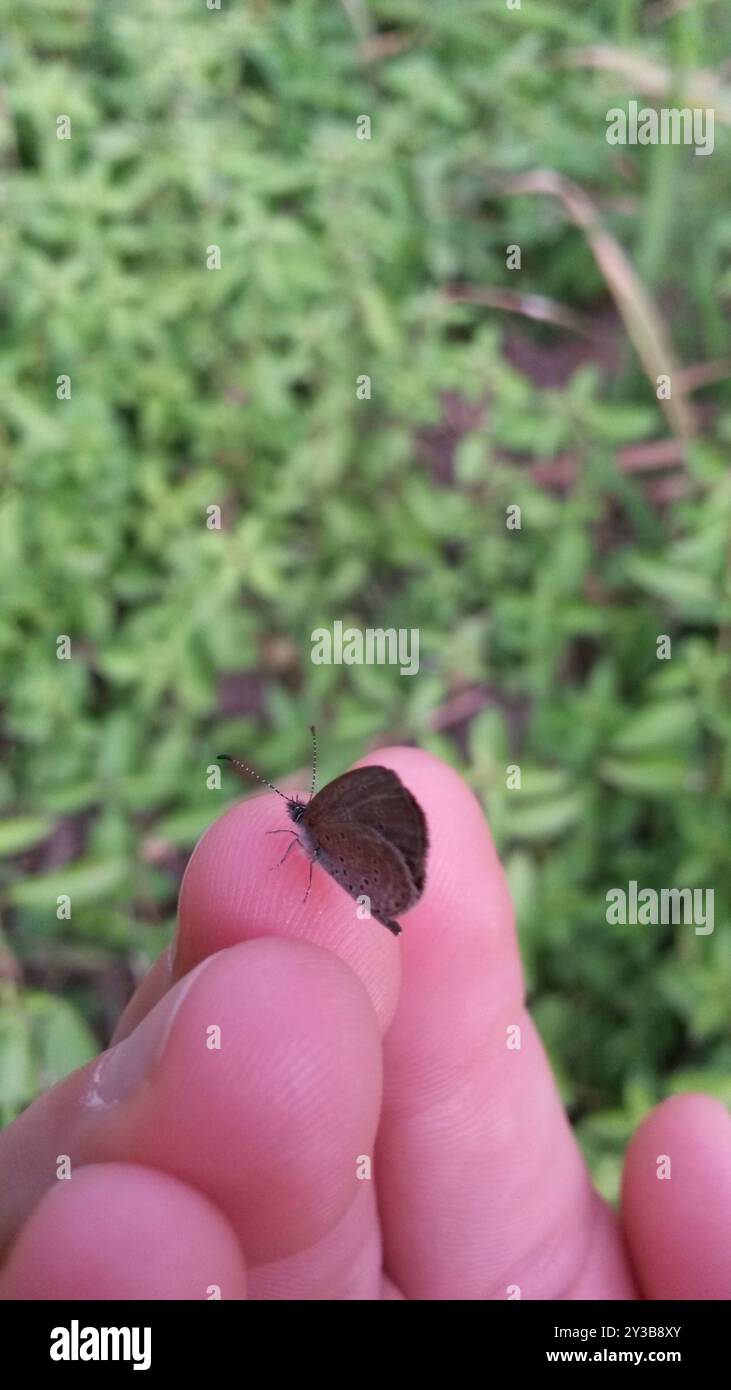 Tiny Grass Blue (Zizula hylax) Insecta Stock Photo - Alamy
