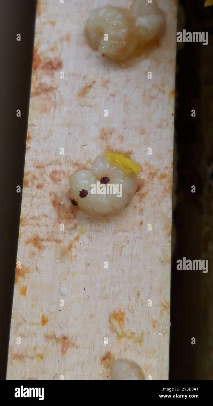 Varroa Mite (Varroa destructor) Arachnida Stock Photo - Alamy