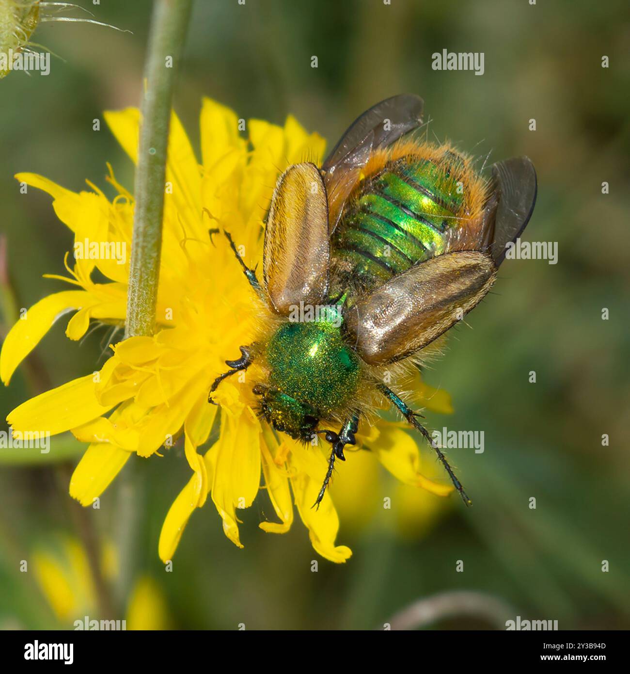 (Eulasia pareyssei) Insecta Stock Photo - Alamy