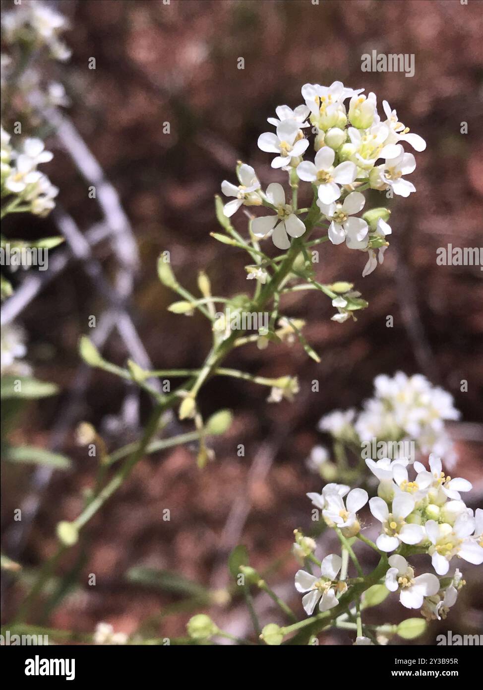 Mountain Pepperweed (Lepidium montanum) Plantae Stock Photo - Alamy