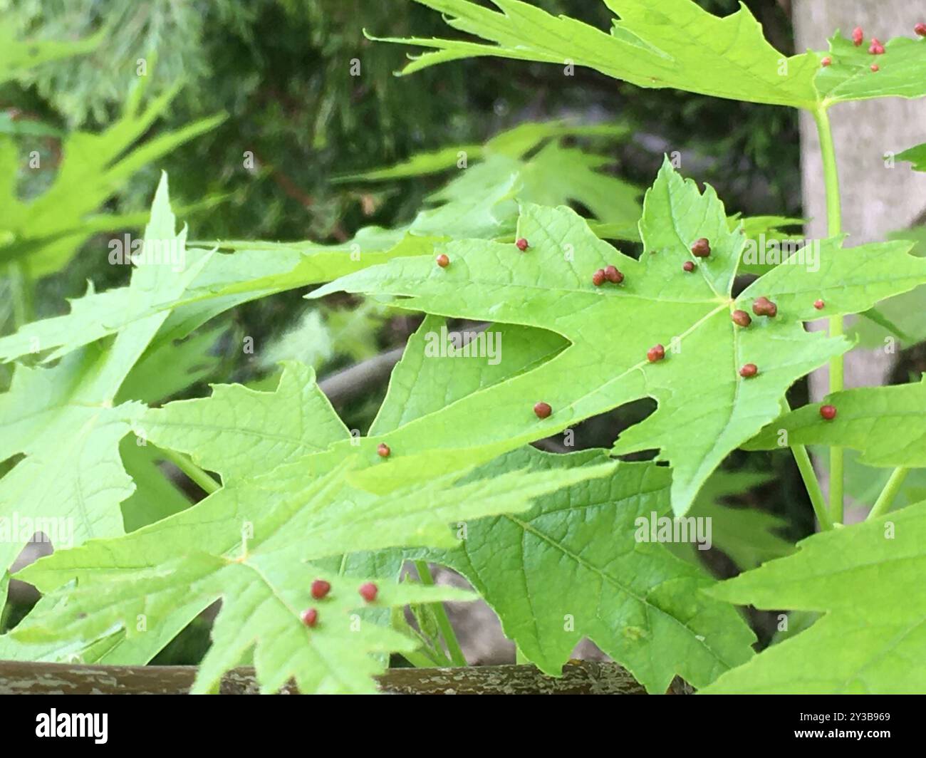 Maple Bladdergall Mite (Vasates quadripedes) Arachnida Stock Photo - Alamy