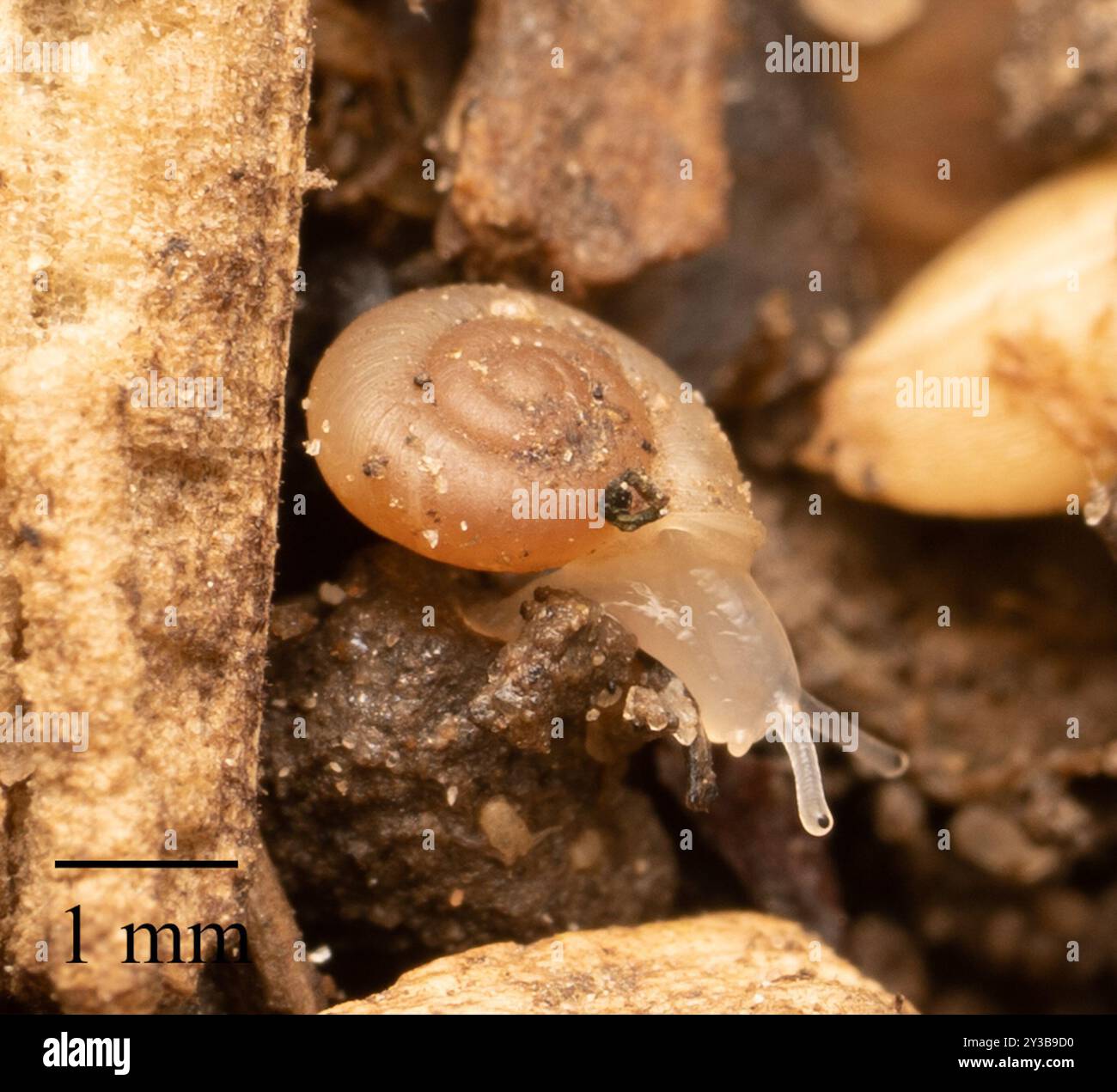Grass-snails (Vallonia) Mollusca Stock Photo - Alamy