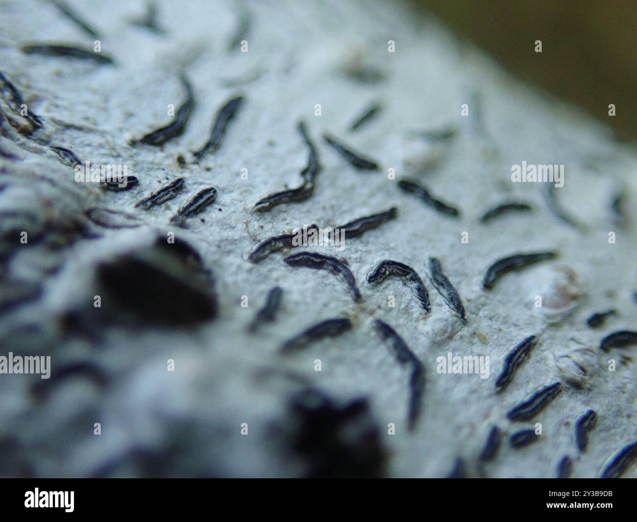 Common Script Lichen (Graphis scripta) Fungi Stock Photo - Alamy