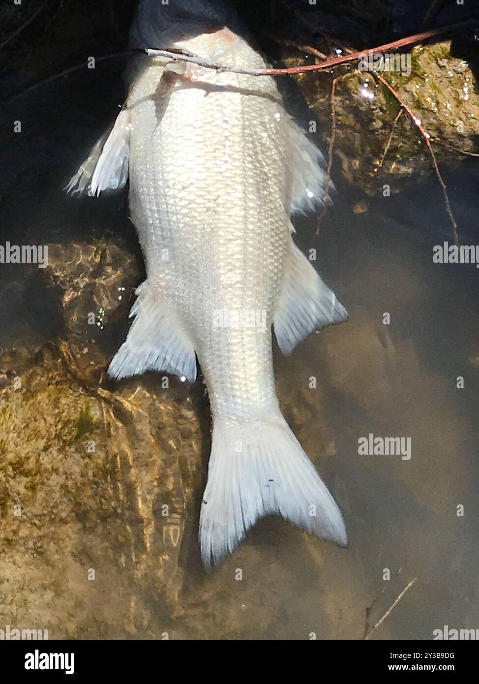 White Bass (Morone chrysops) Actinopterygii Stock Photo - Alamy