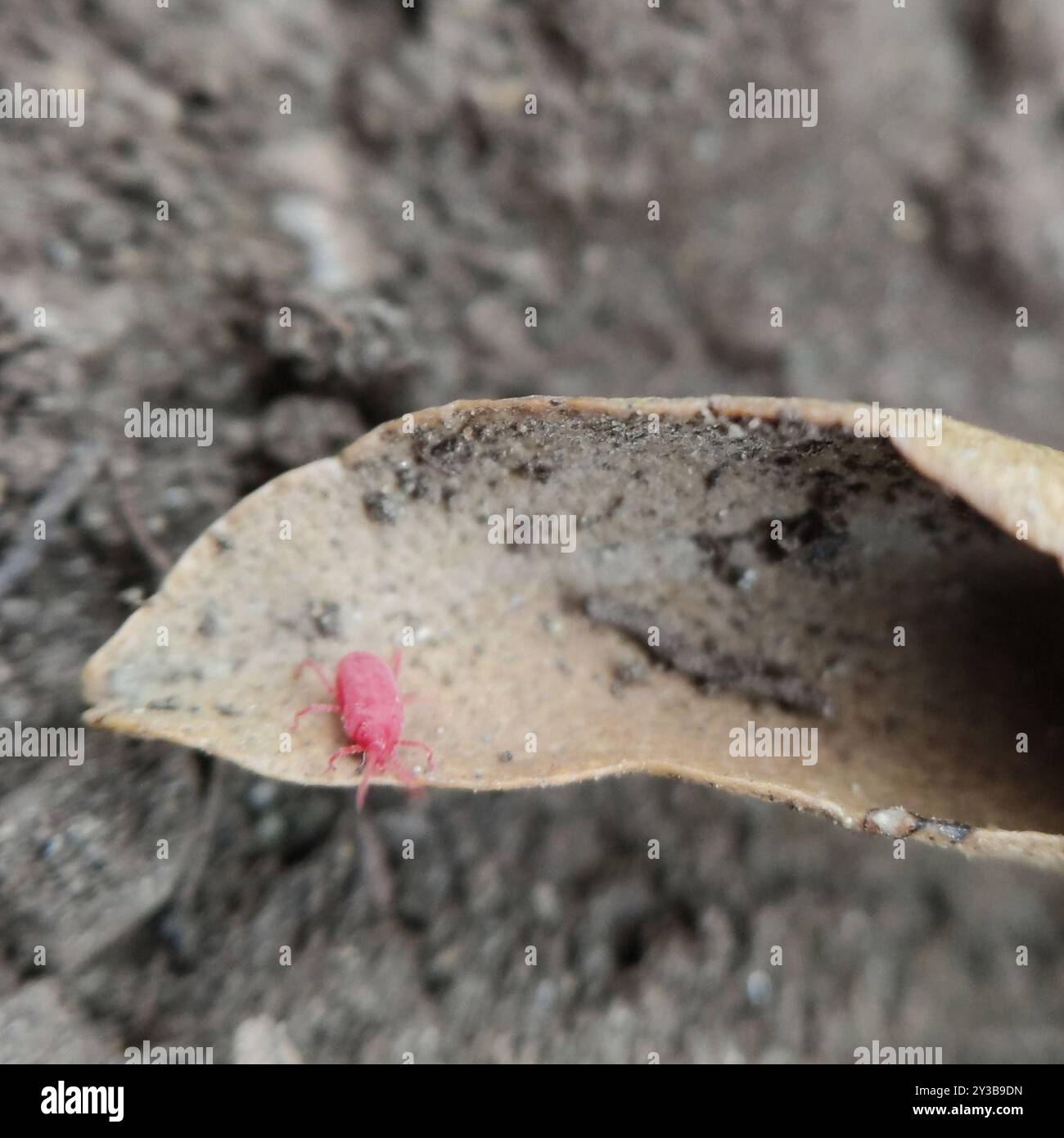 Sidewalk Mites (Balaustium) Arachnida Stock Photo - Alamy