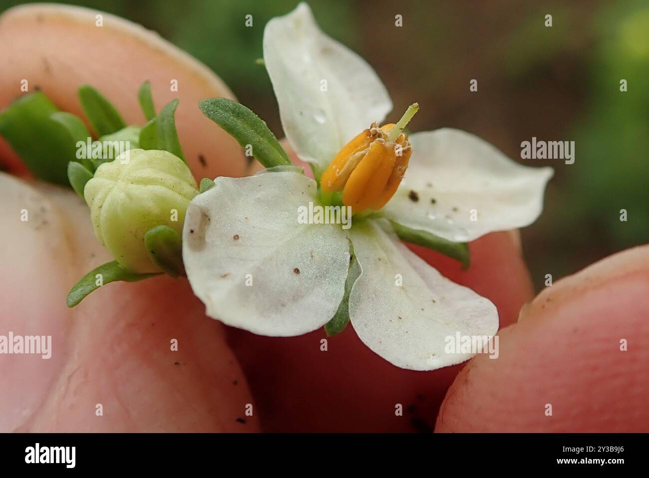 Jerusalem cherry (Solanum pseudocapsicum) Plantae Stock Photo - Alamy