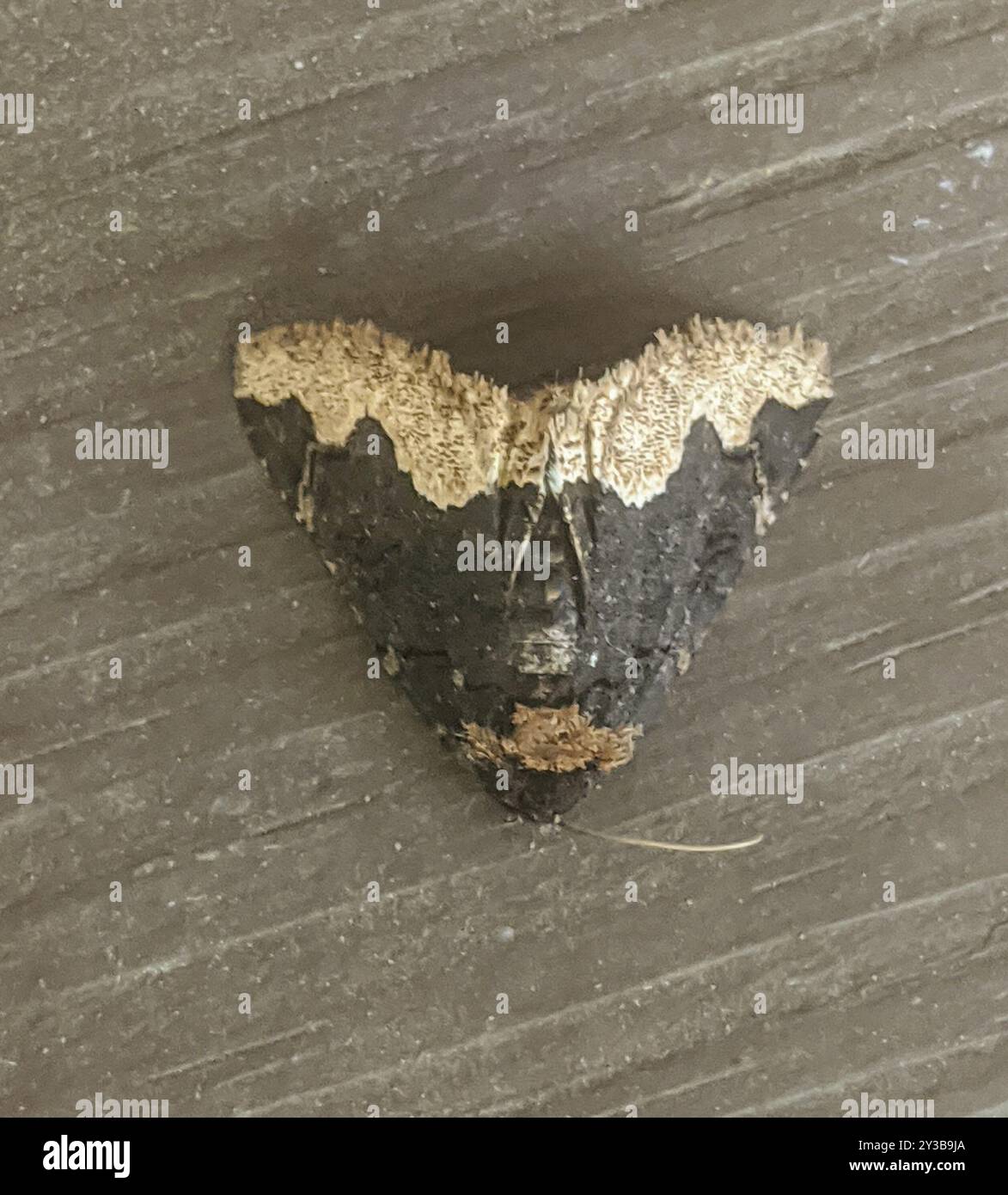 Horrid Zale Moth (Zale horrida) Insecta Stock Photo - Alamy