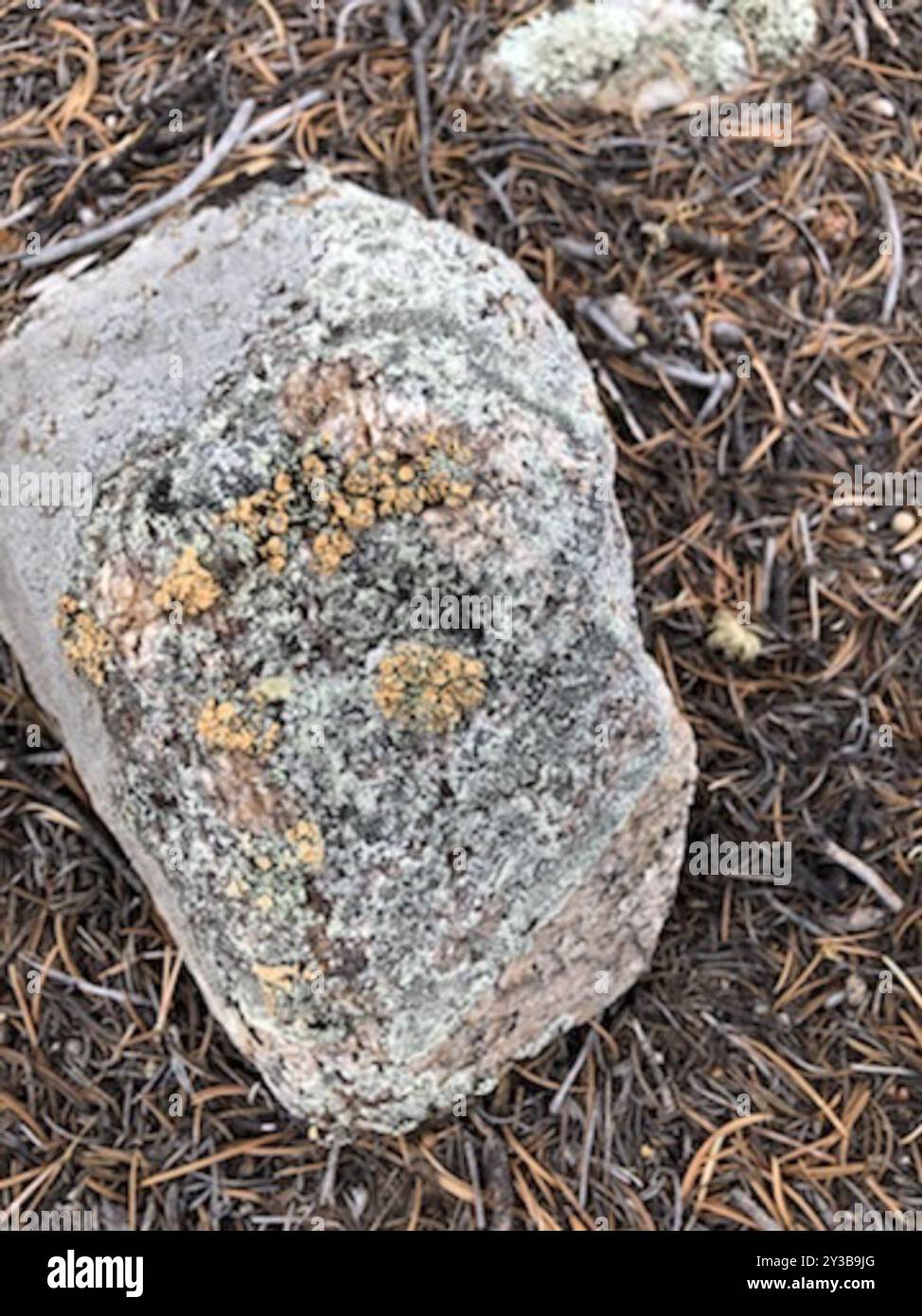 Tile Lichens (Lecidea) Fungi Stock Photo - Alamy