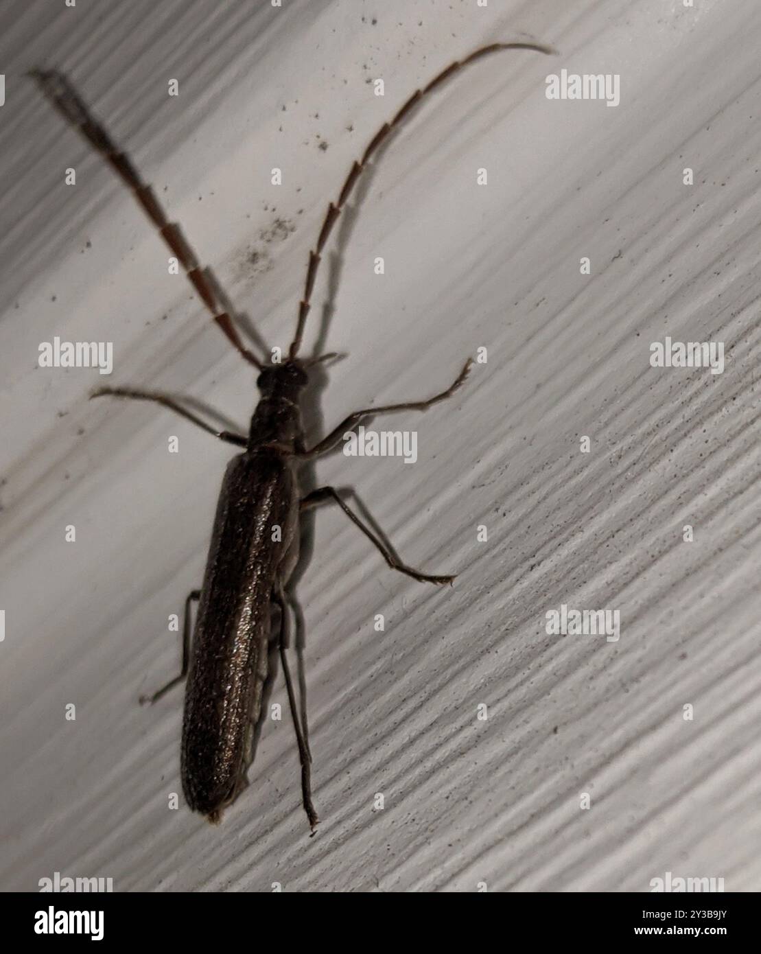 Angled False Blister Beetle (Calopus angustus) Insecta Stock Photo - Alamy