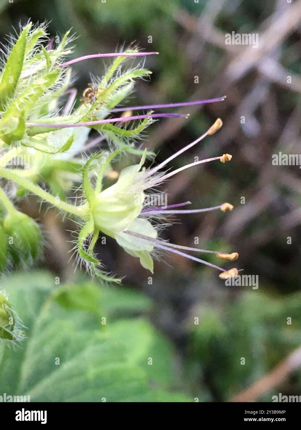 Pacific Waterleaf (Hydrophyllum tenuipes) Plantae Stock Photo - Alamy