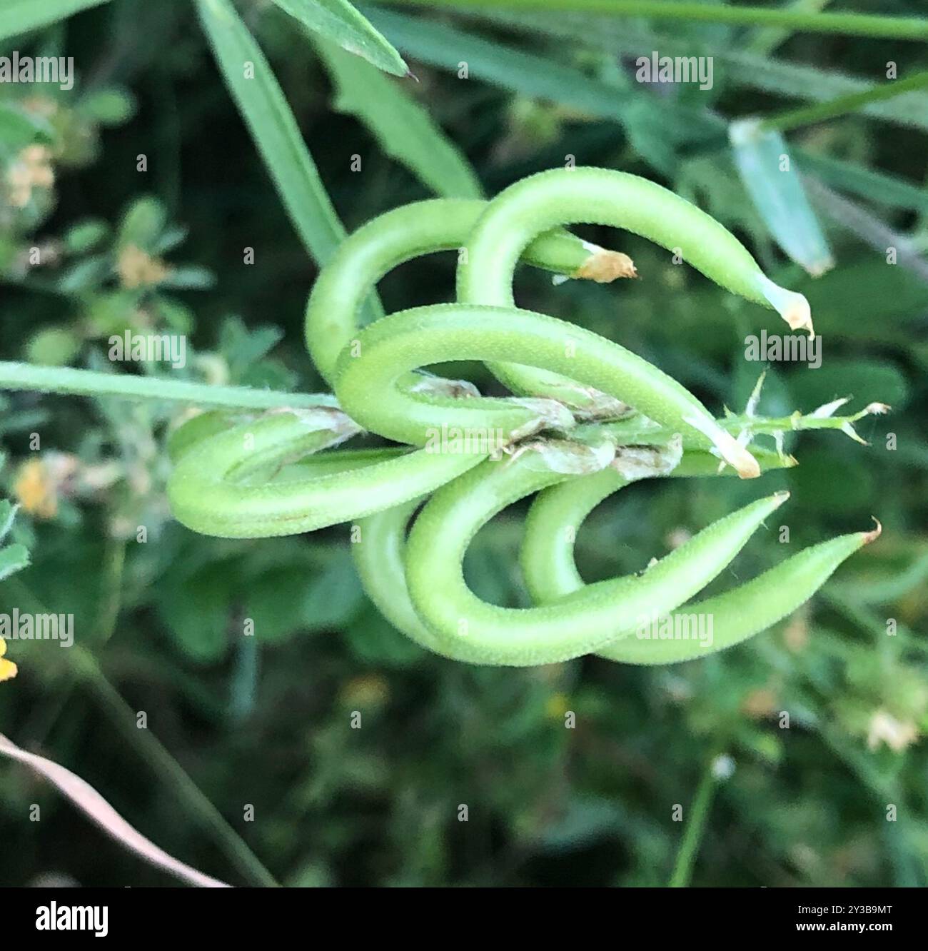 Southern Milkvetch (Astragalus hamosus) Plantae Stock Photo - Alamy