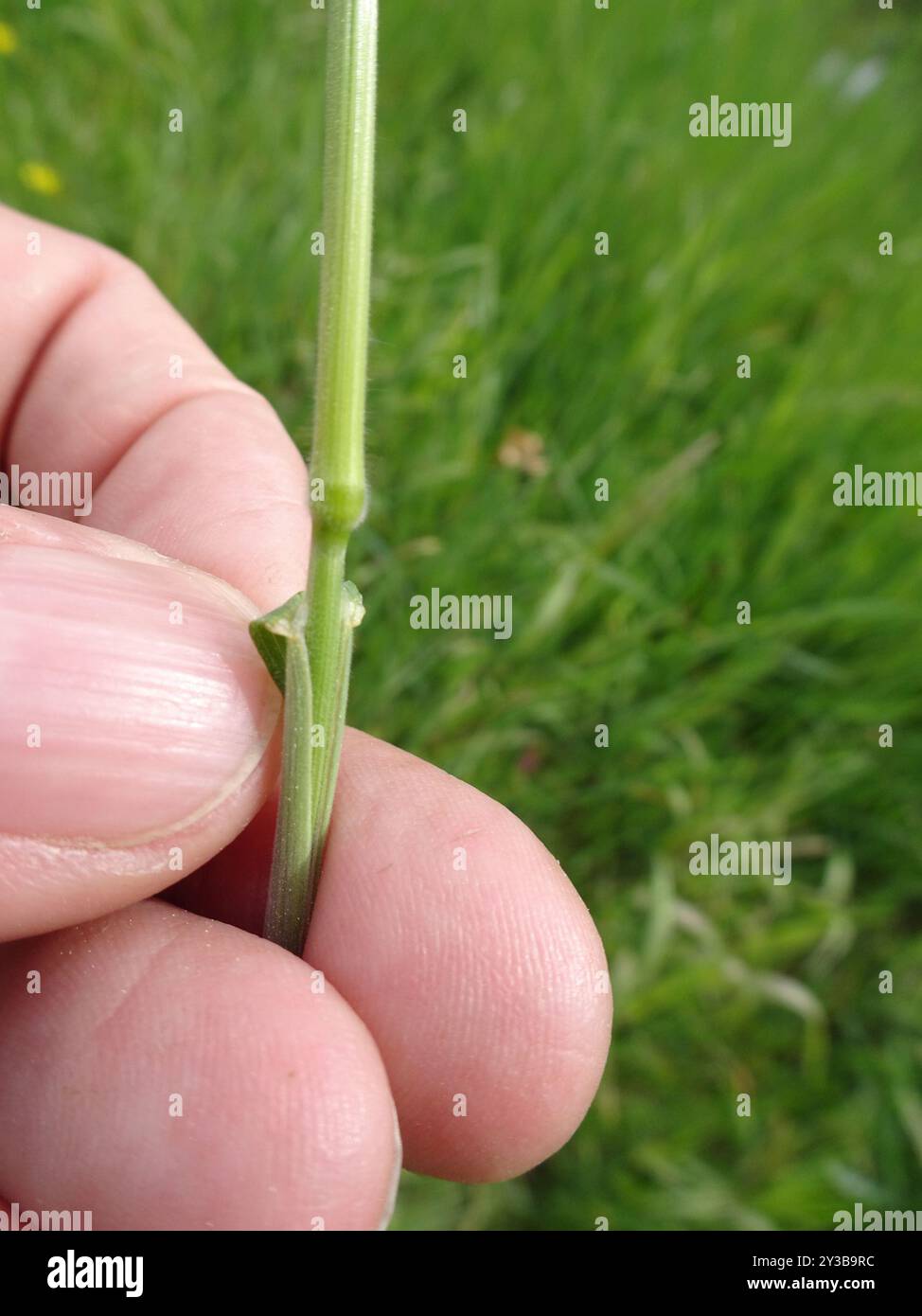 common soft brome (Bromus hordeaceus) Plantae Stock Photo - Alamy