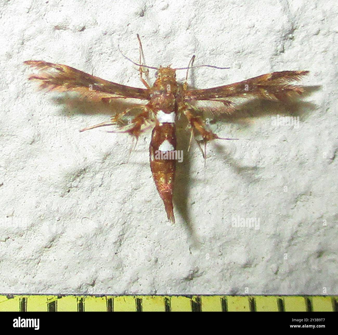 Plume Moths (Pterophoridae) Insecta Stock Photo - Alamy