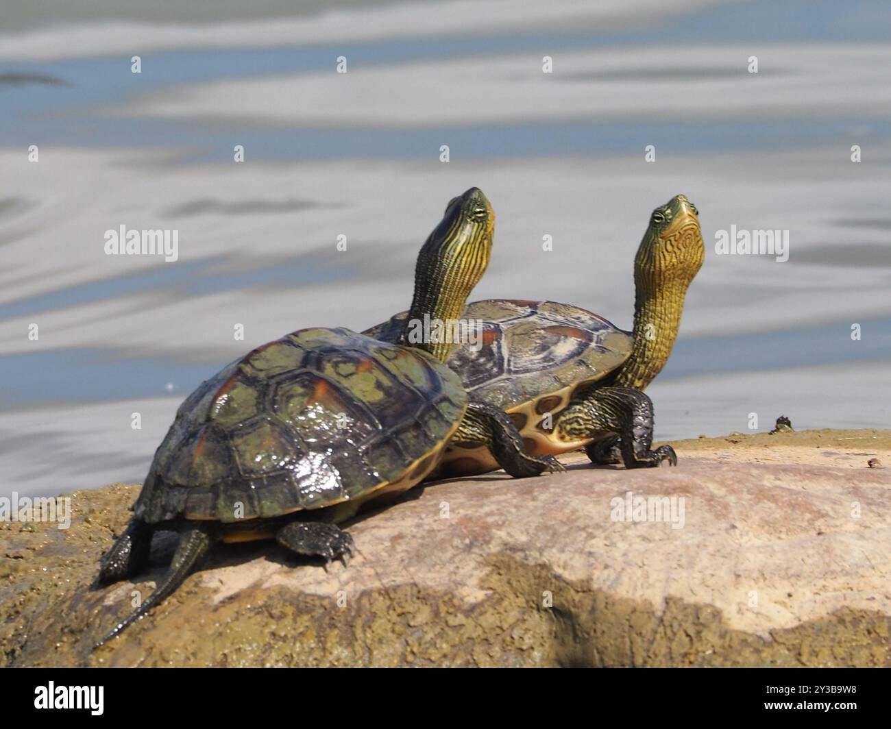 Common thread turtle (Mauremys sinensis) Reptilia Stock Photo - Alamy