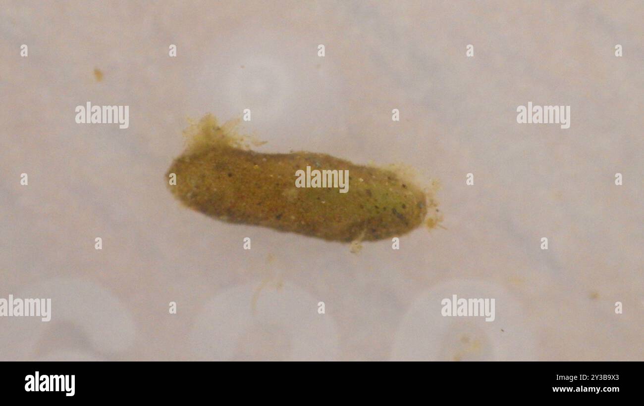 Microcaddisflies (Hydroptilidae) Insecta Stock Photo - Alamy