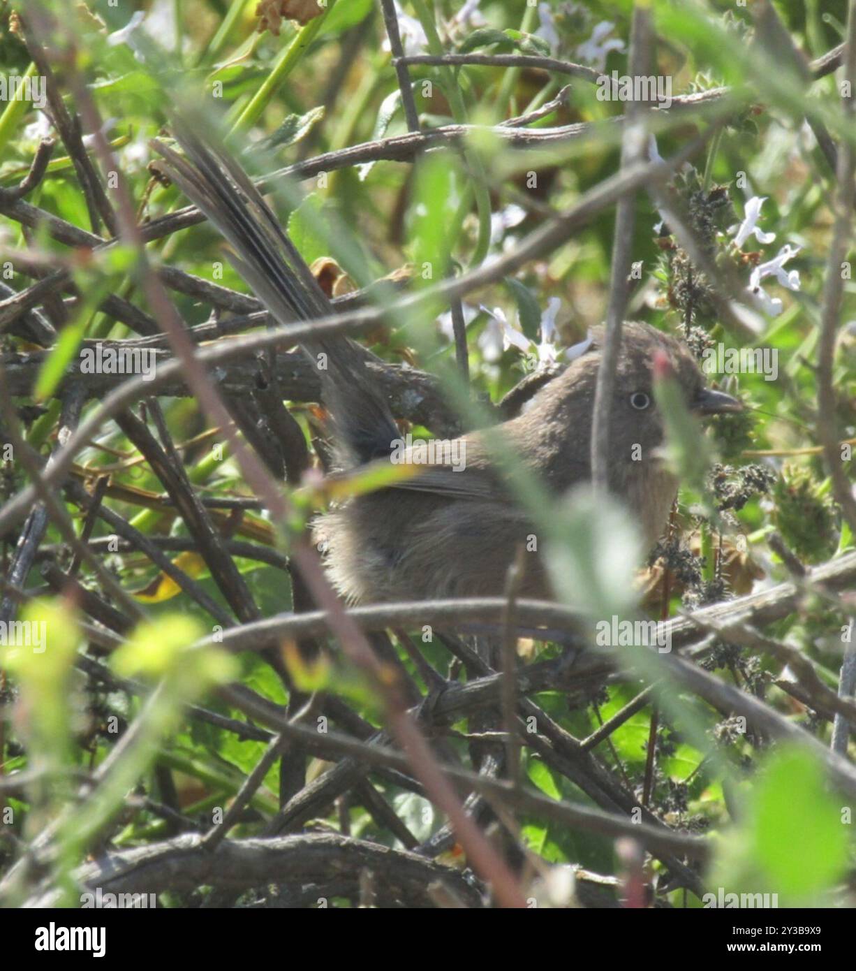 Wrentit (Chamaea fasciata) Aves Stock Photo - Alamy