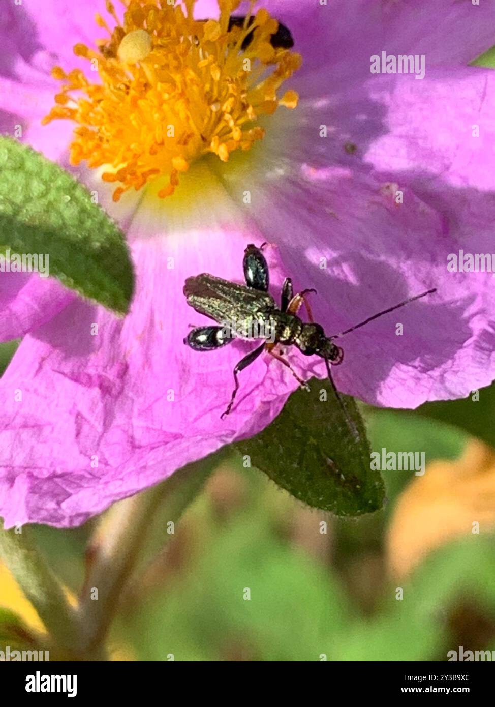 Yellow-legged Thick-legged Flower Beetle (Oedemera flavipes) Insecta ...