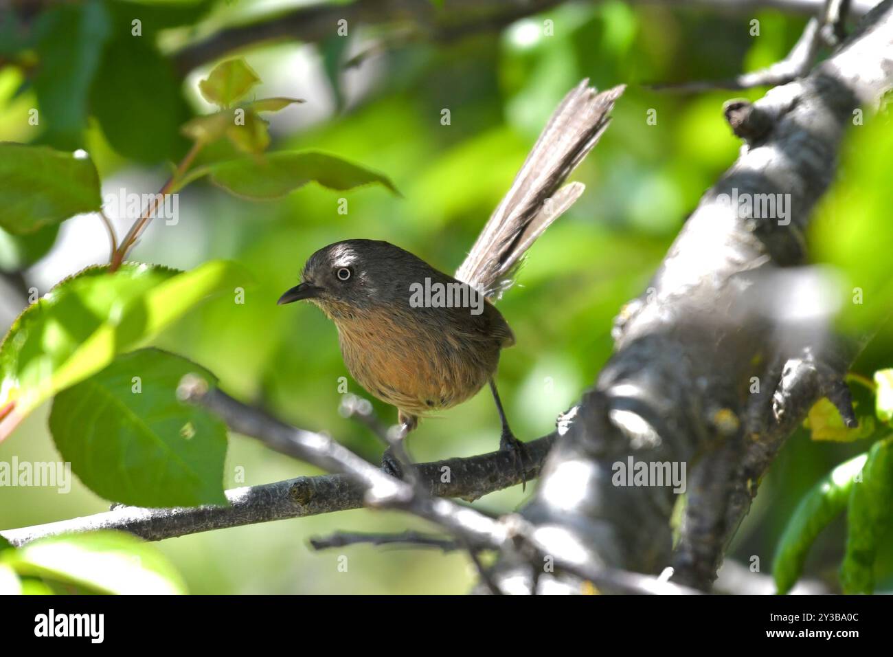 Wrentit (Chamaea fasciata) Aves Stock Photo - Alamy