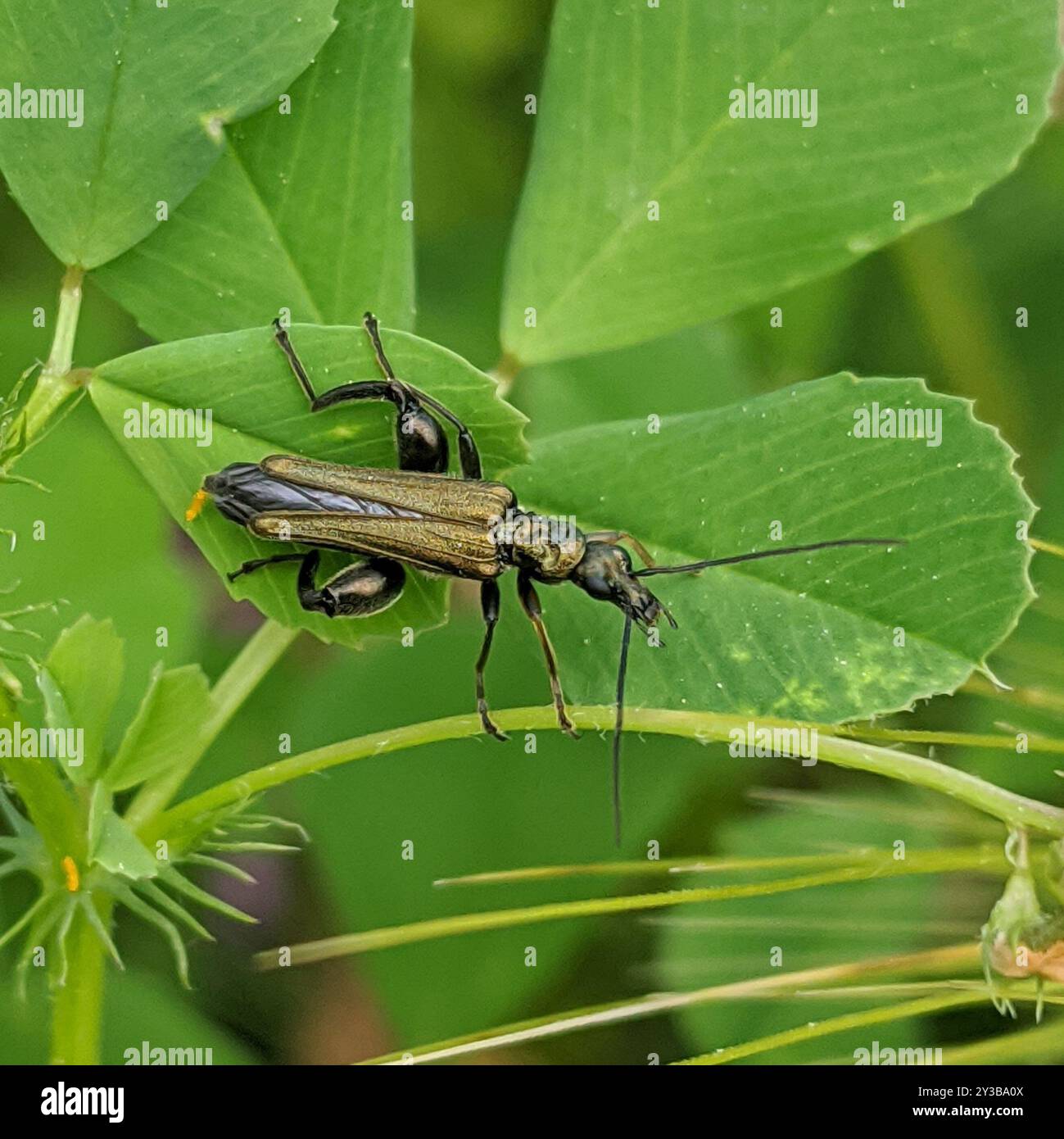 Yellow-legged Thick-legged Flower Beetle (Oedemera flavipes) Insecta ...
