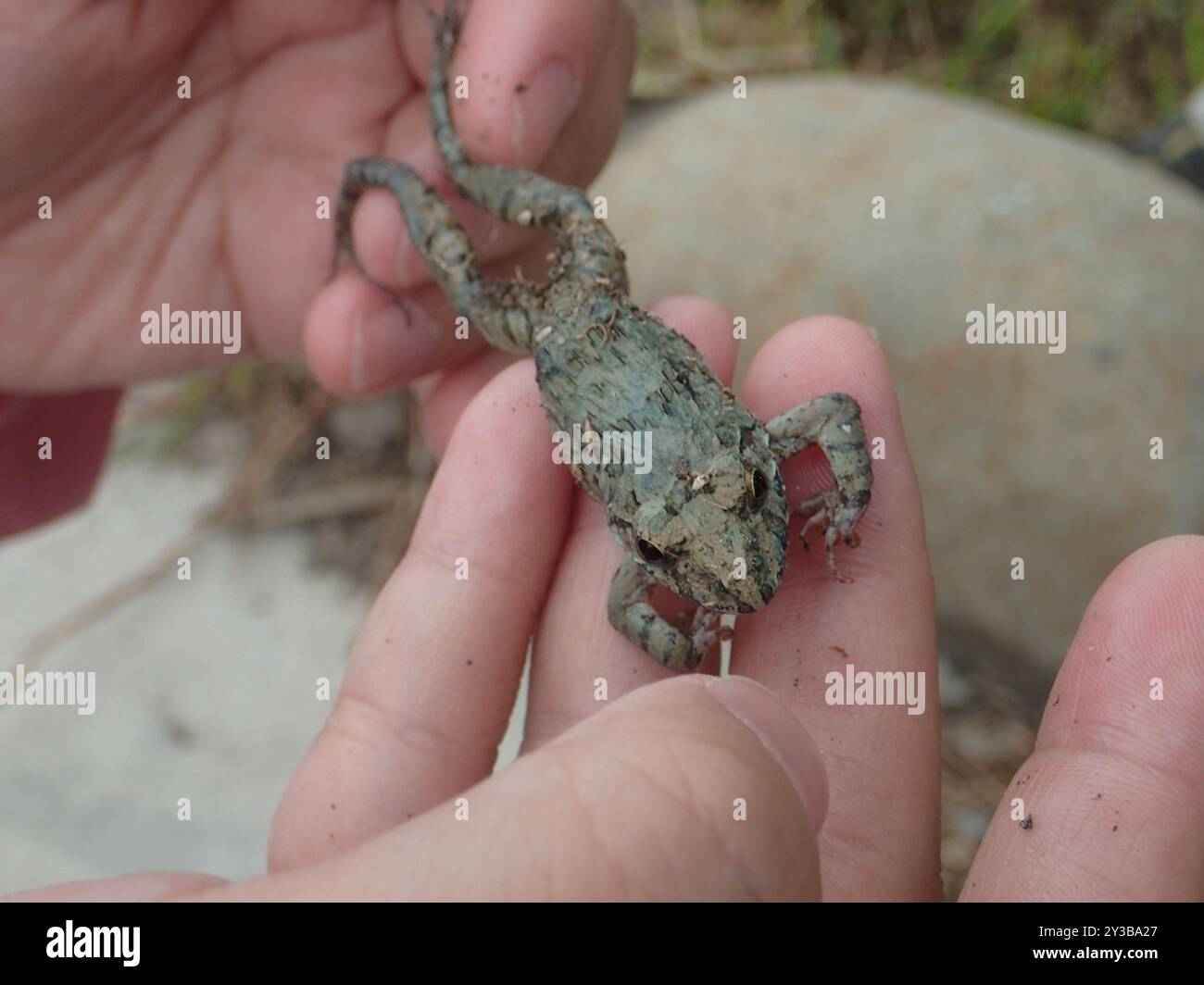 Paddy Field Frog (Fejervarya limnocharis) Amphibia Stock Photo - Alamy