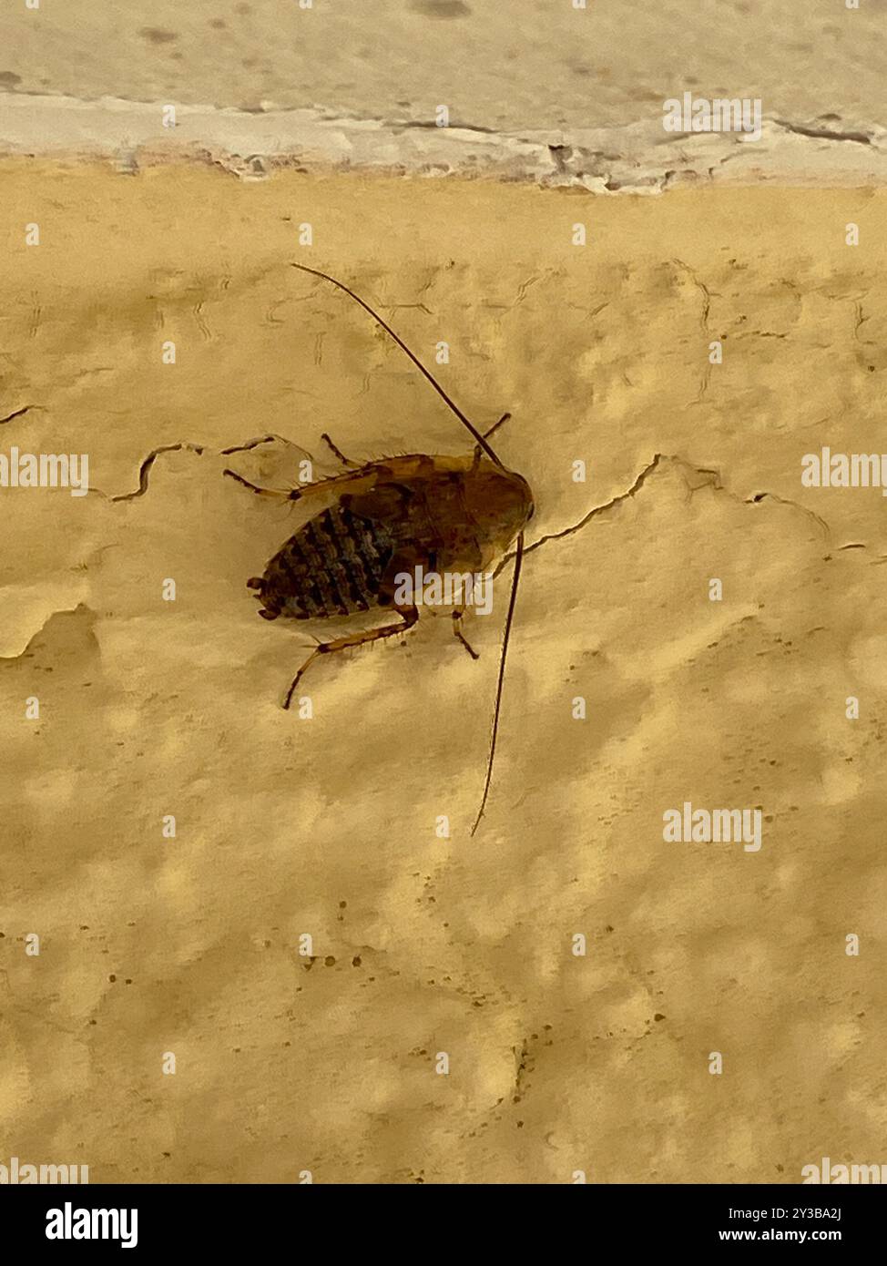 Dusky Cockroach (Ectobius lapponicus) Insecta Stock Photo - Alamy