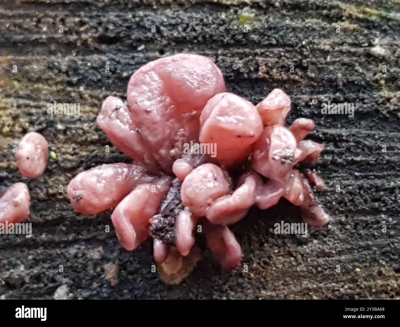 Purple Jellydisc (Ascocoryne sarcoides) Fungi Stock Photo - Alamy