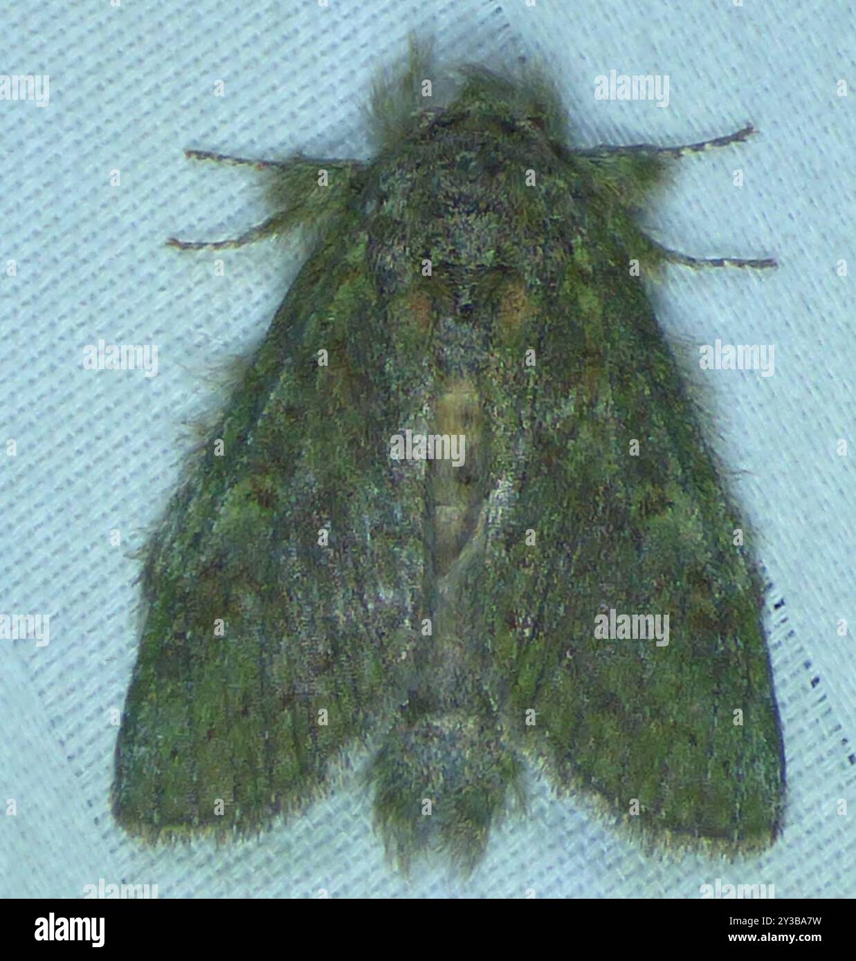 Wavy-lined Heterocampa Moth (Cecrita biundata) Insecta Stock Photo - Alamy