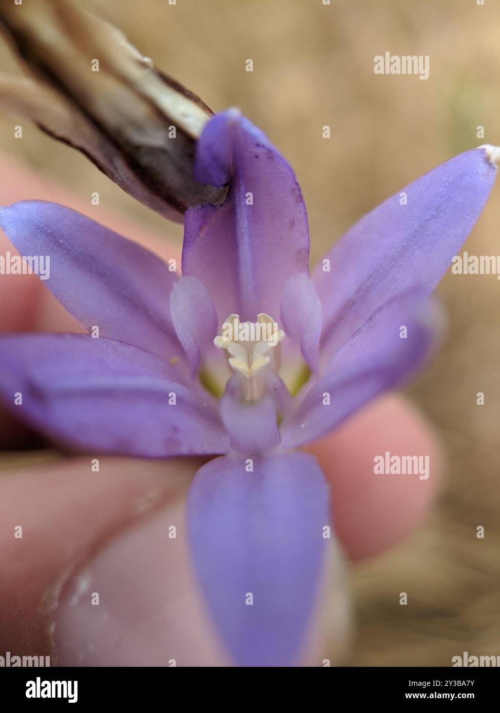 Dwarf Brodiaea (Brodiaea terrestris) Plantae Stock Photo - Alamy